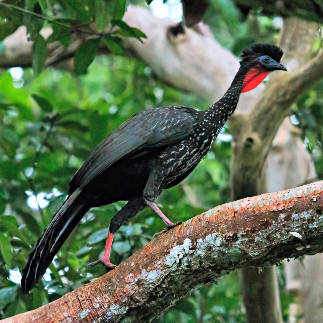 TOUR AVISTAMIENTO DE AVES EN TIKAL - Tikal Expedition
