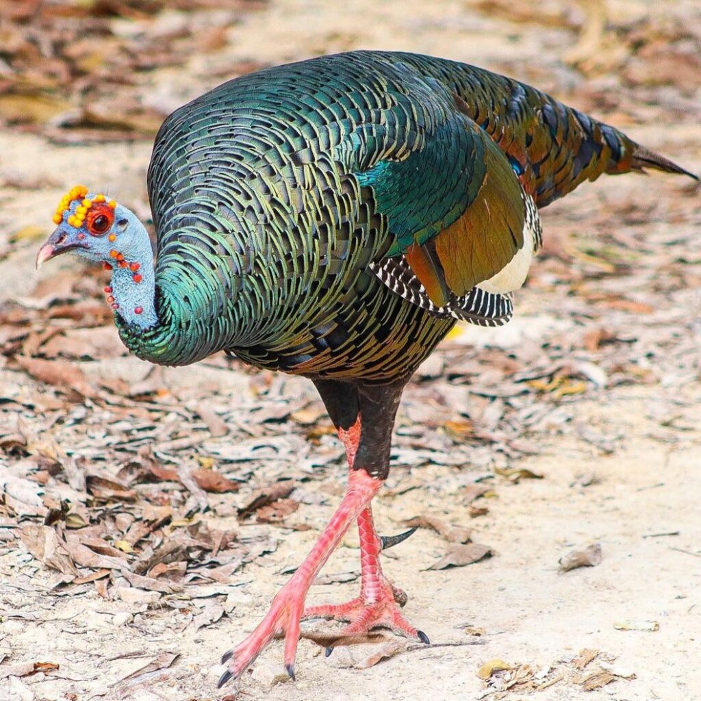 TOUR AVISTAMIENTO DE AVES EN TIKAL - Tikal Expedition